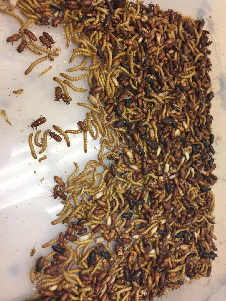 Serious Mealworm Farm starter kit - 5,000 mealworms - 500 beetles – PNW ...